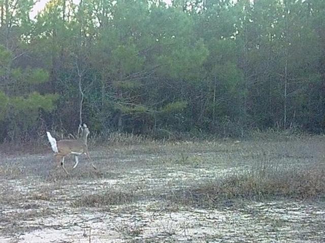 Forestry Rd # 356, Beaumont, MS 39423