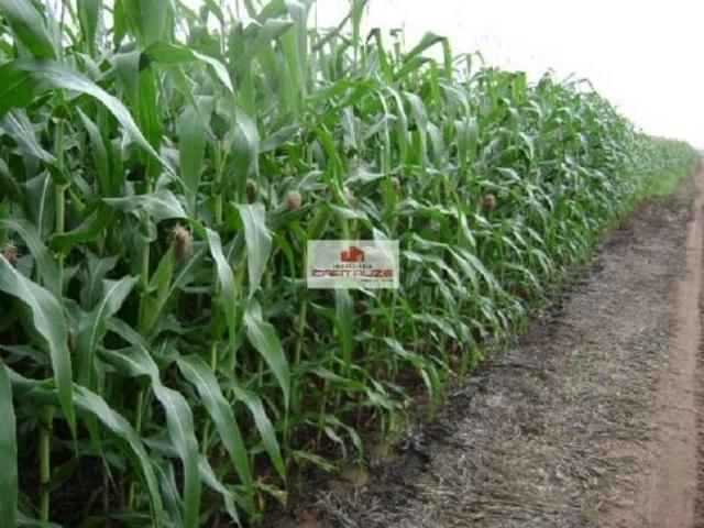 Foto área da fazenda