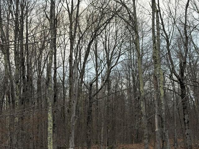 Fox Mountain