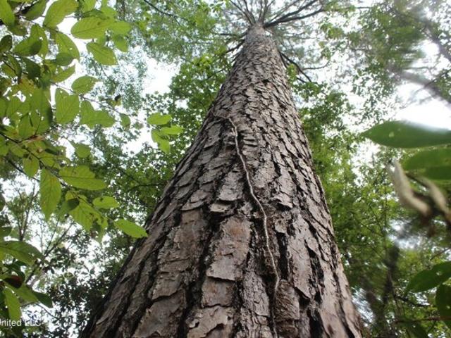 Fox Rd, Gloster, Plot For Sale