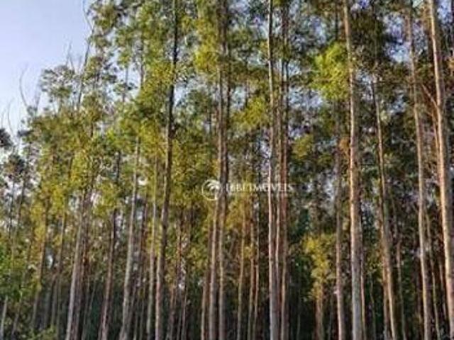 FLORESTA DE EUCALIPTOS CLONE Á VENDA