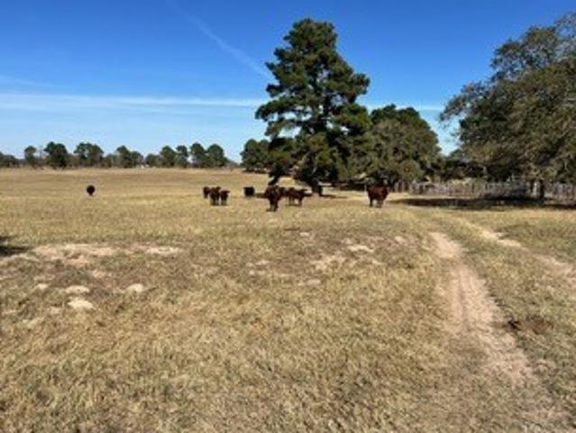 FM466 Pine Ranch Road