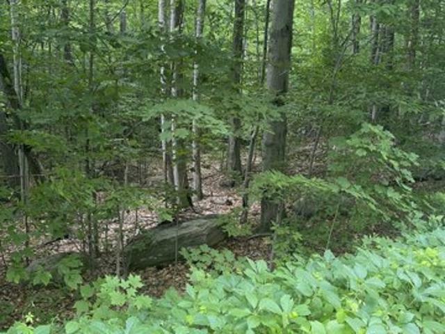 Fred Johnson Cir Lot,middlebury, Plot For Sale