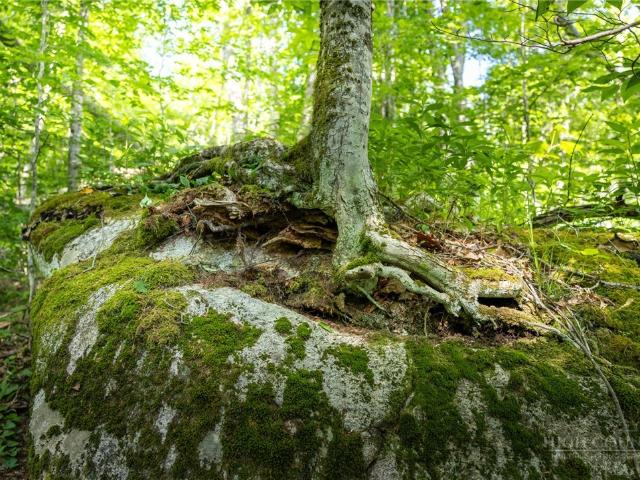 G14 Great Camp Trail