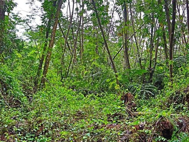 Ginger Rd, Pahoa, HI 96778
