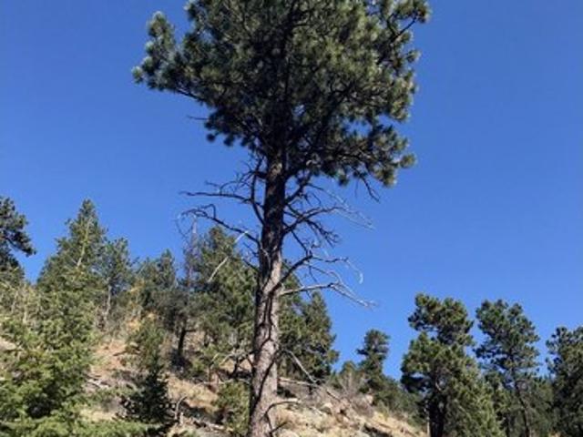 Good Friday Rd, Boulder, CO 80302