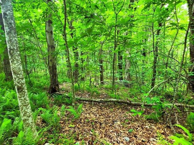 Glennburn Ln Lot 5, Vesta, VA 24177