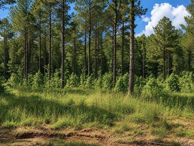 Grant 761 Lot 16, Sheridan, AR 72150