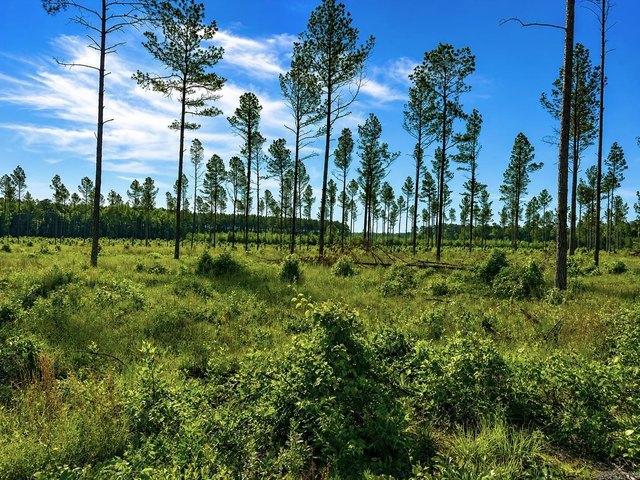 Grant County Rd # 9B, Sheridan, AR 72150