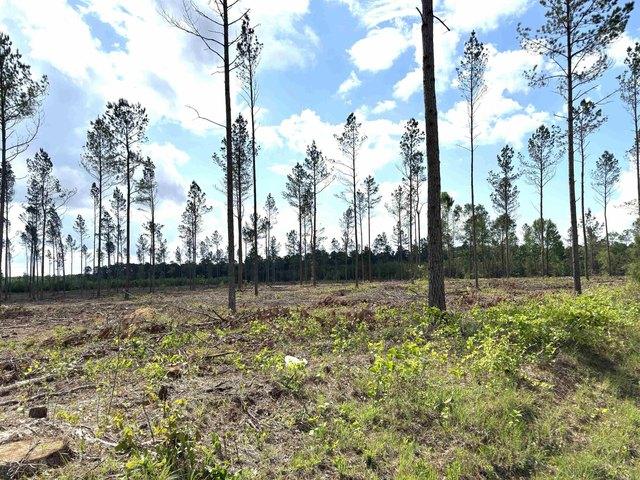 Grant County Rd # 9B, Sheridan, AR 72150