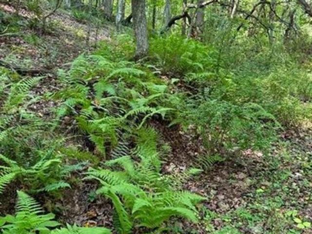 Grassy Creek Rd, Grassy Creek, NC 28631