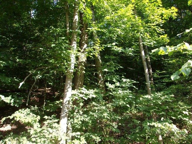 Gridleyville Rd, Spencer, NY 14883