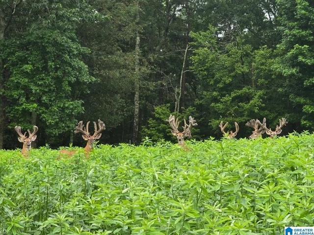 Guinns Cove Rd Lot 0, Hayden, AL 35079