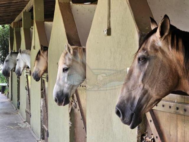 Haras à venda em Atibaia/SP