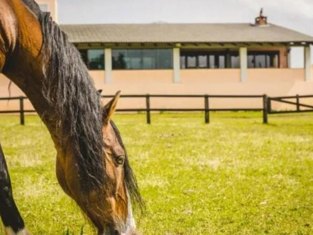 Haras de Alto Padrão em Curitiba 52 ha com Estrutura Completa para Criação e Treinamento