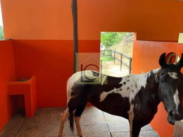 Haras de luxo à venda em Itu SP, Campos de Santo Antônio: 8 baias, 1 redondel, 6 piquetes, horta, po