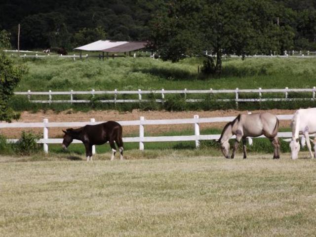Haras e Área Rural Padrão