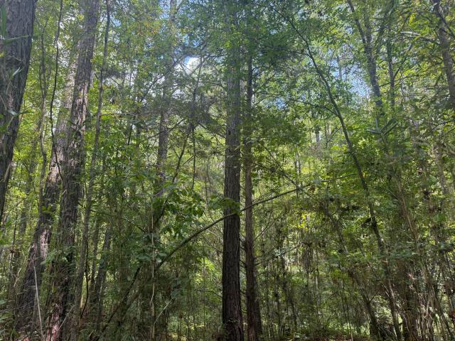 Hatcher Rd, Maben, MS 39750