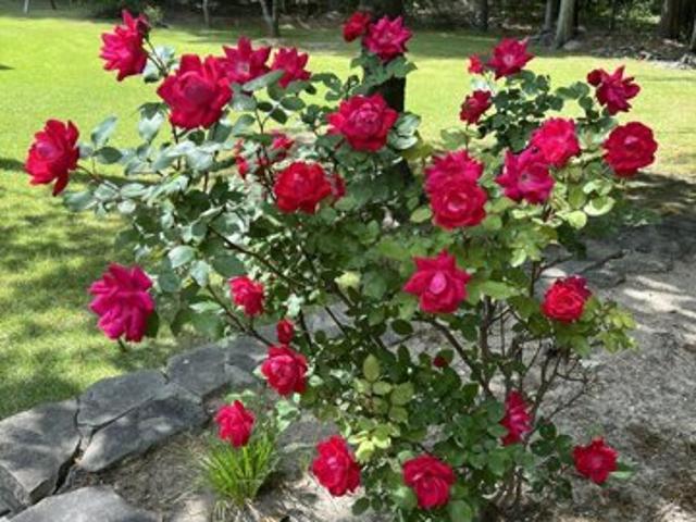 Hazelhurst Cir, Apex, Home For Sale