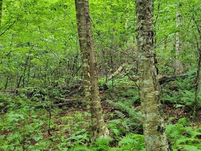 Heartwellville View Rd Lot 39, Readsboro, VT 05350