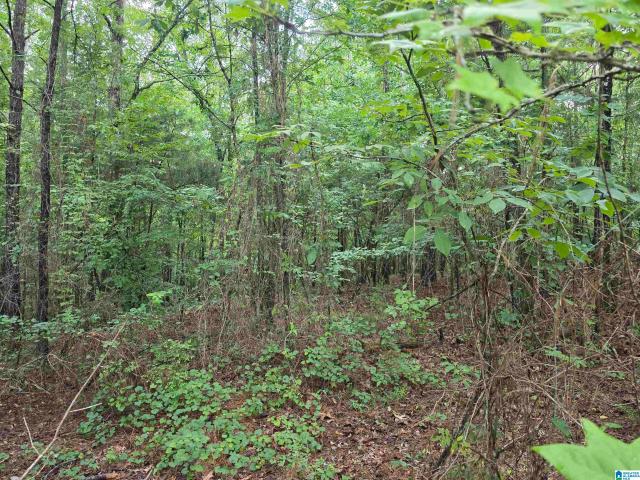 Hickory Hill Road # 3