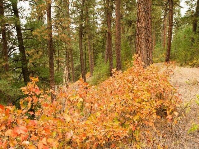 Highway, Idaho City, ID 83631