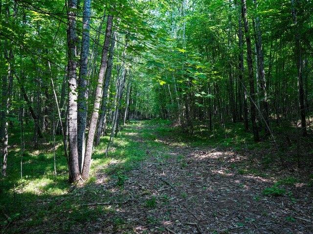 Highway 17 Lot 6, Phelps, WI 54554