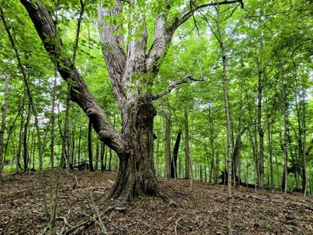 Highway 184, Sparta, KY 41086