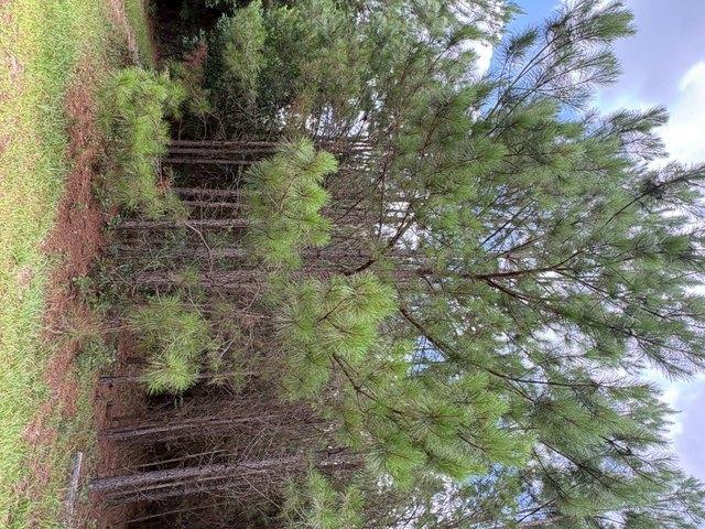 Highway 3, Barnwell, SC 29812