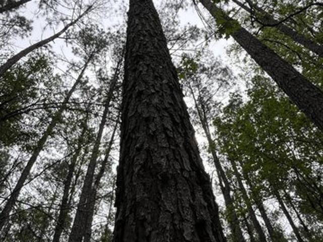 Highway 49, Brooklyn, MS 39425