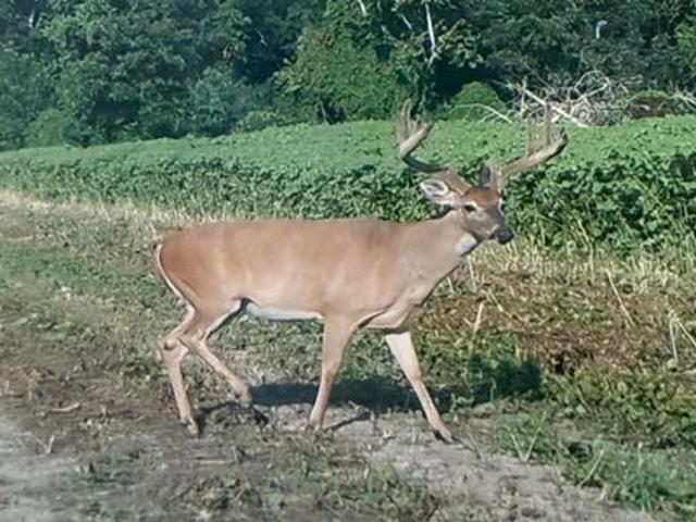 Highway 604, Saint Joseph, LA 71366