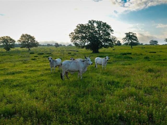 Hofferek Rd, Rosanky, TX 78953