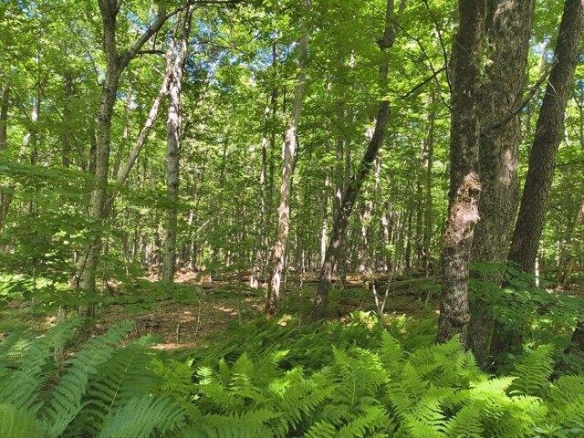 Holcomb Rd Lot,chester, Plot For Sale