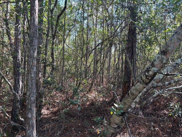 Holopaw Groves Rd, Saint Cloud, FL 34772