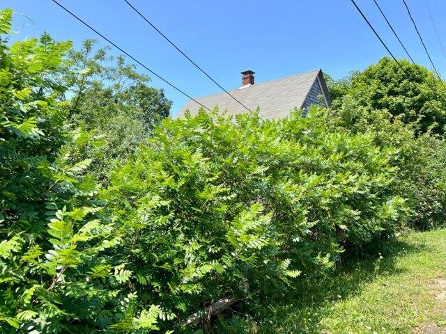 house with 1 bedroom, Oak Bluffs MA DS102409370