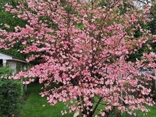 house with 3 bedroom, Westfield MA DLS102584264