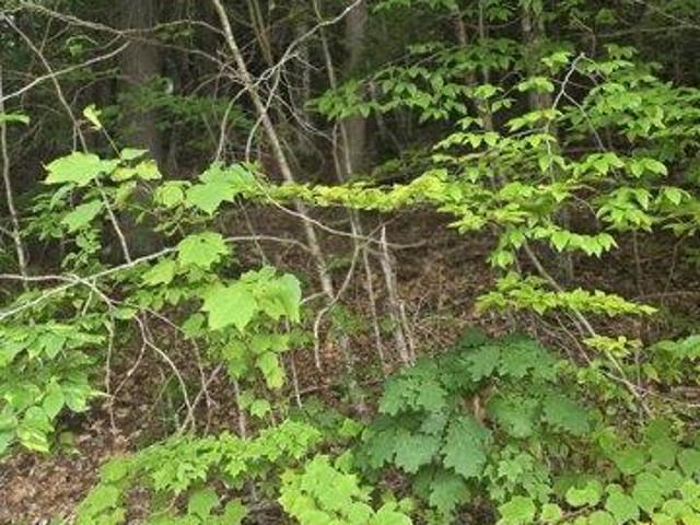 house with 3 bedroom, Campton NH DS104044476
