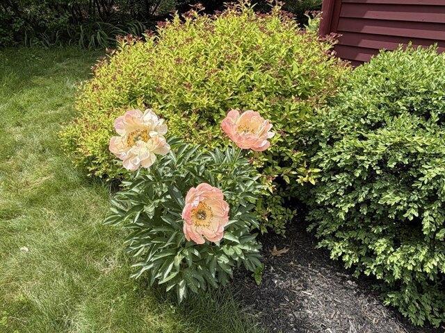 house with 4 bedroom, Littleton MA ES103967111