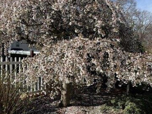 house with 4 bedroom, Randolph MA ES104788170