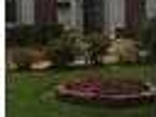 House for rent