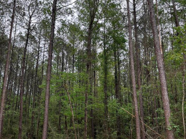 Hwy 49, Brooklyn, MS 39425