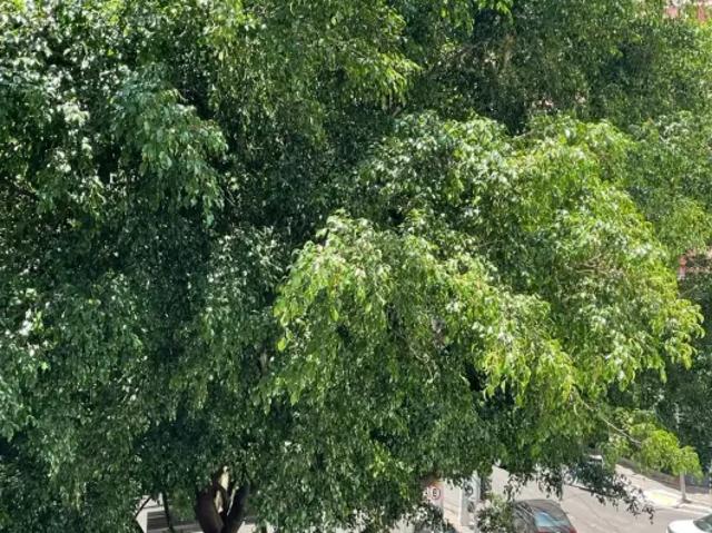 Imóvel para locação no Jardim Paulista São Paulo SP
