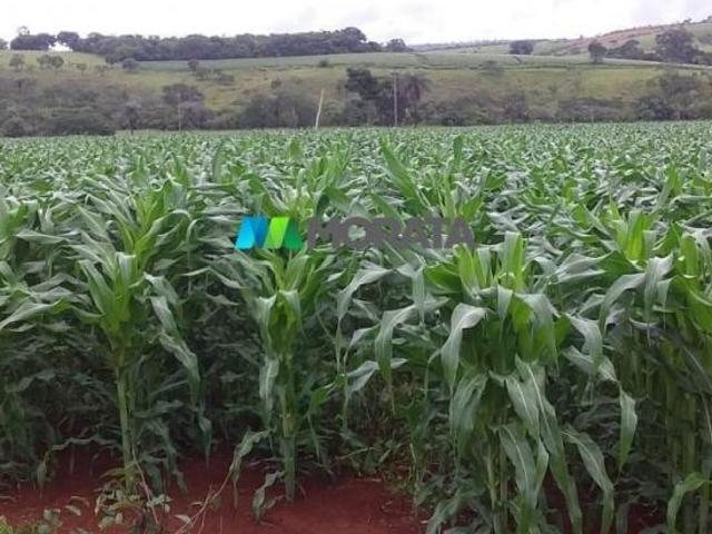 Imoveis na Zona Rural
