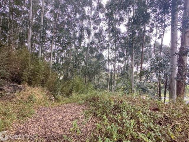 Imoveis no Residencial Tamboré