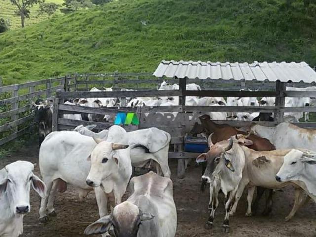 Imoveis em Carmo do Cajuru