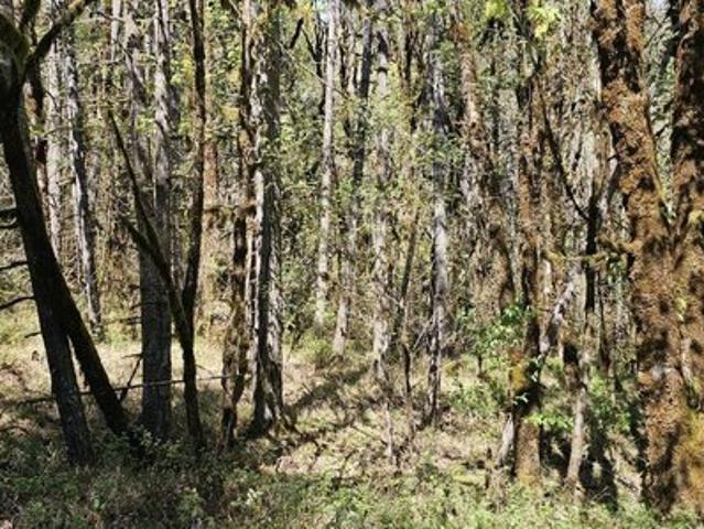 Iris Cir Lot 7, Philomath, OR 97370