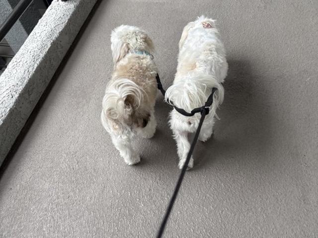 It’s The Grand in Costa Mesa. We have a dog park t