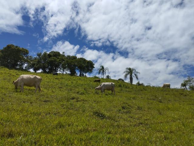 ÍTIO EXCLUSIVO À VENDA Palmital, PR