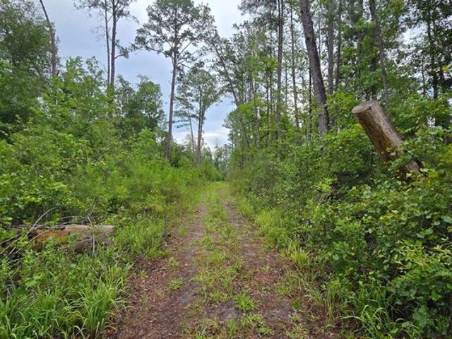 16 NW 16th St, Jasper, FL 32052