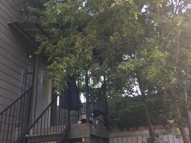 Jefferson 1 Bedroom Apartment for Rent at 5303 Jefferson St, Houston, TX 77023 Greater Eastwood